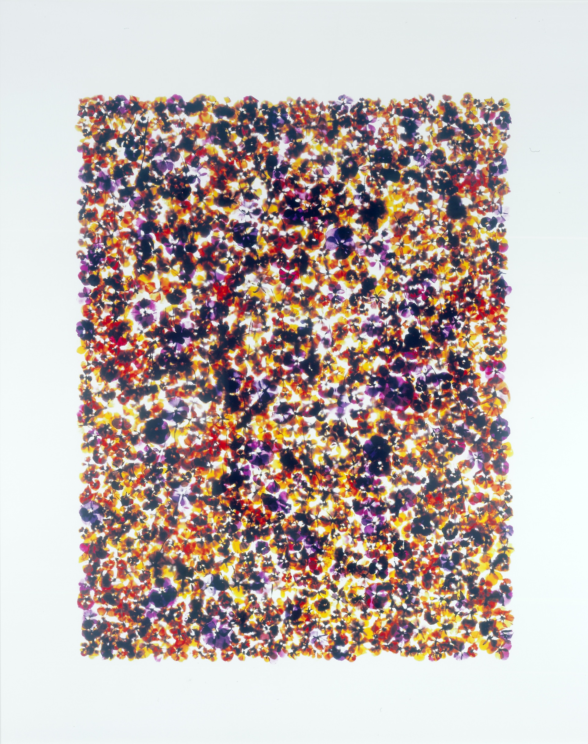 Adam Fuss - Capture Photography Festival