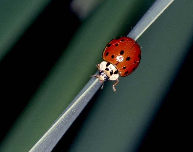 Shutterbug: Photographs by Ian Lane - Capture Photography Festival