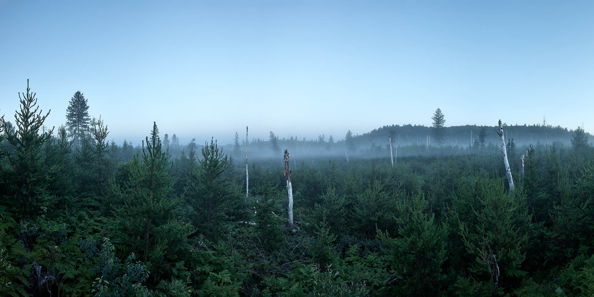 Clearcut - Capture Photography Festival
