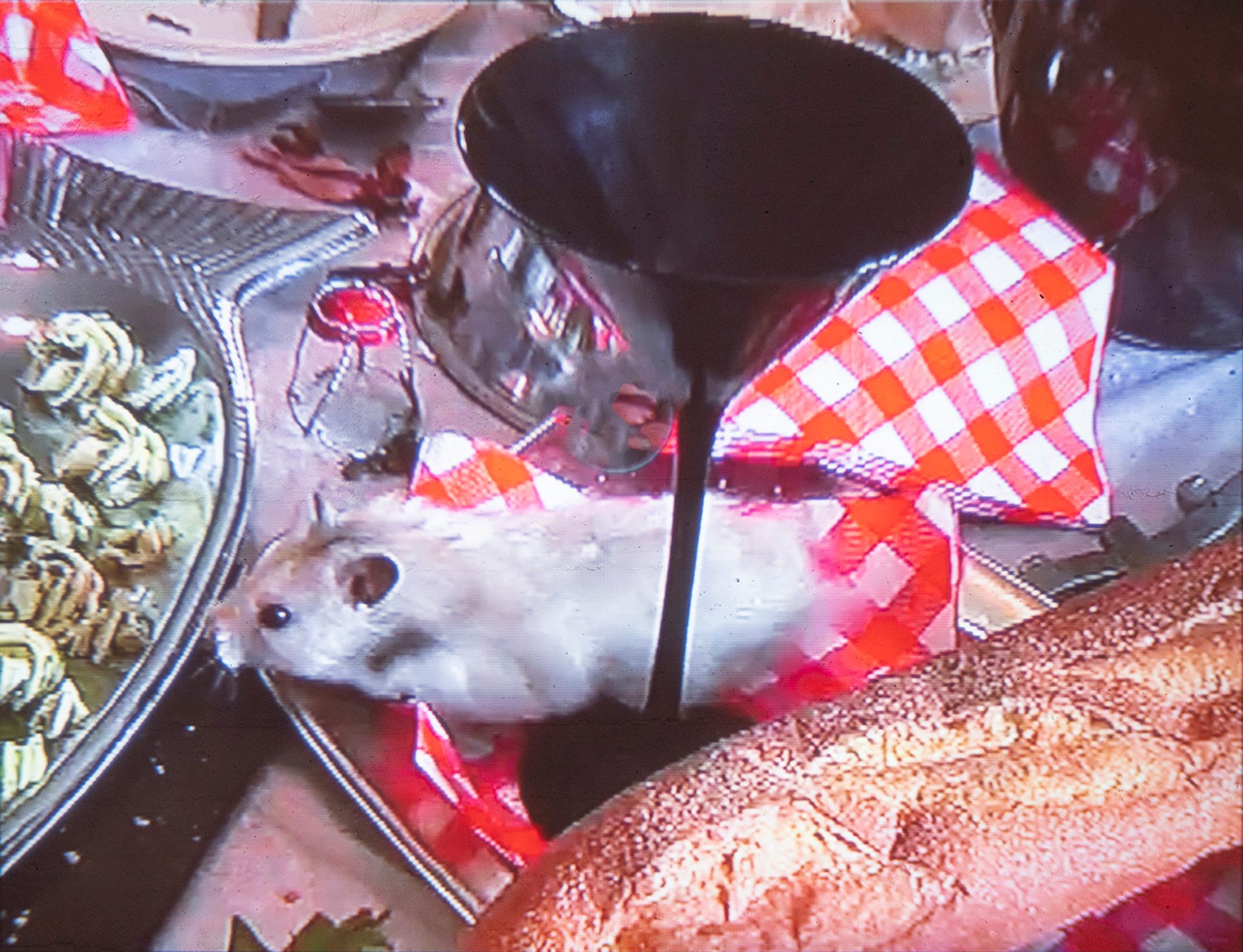 Country Mouse City Mouse Hamster - Capture Photography Festival